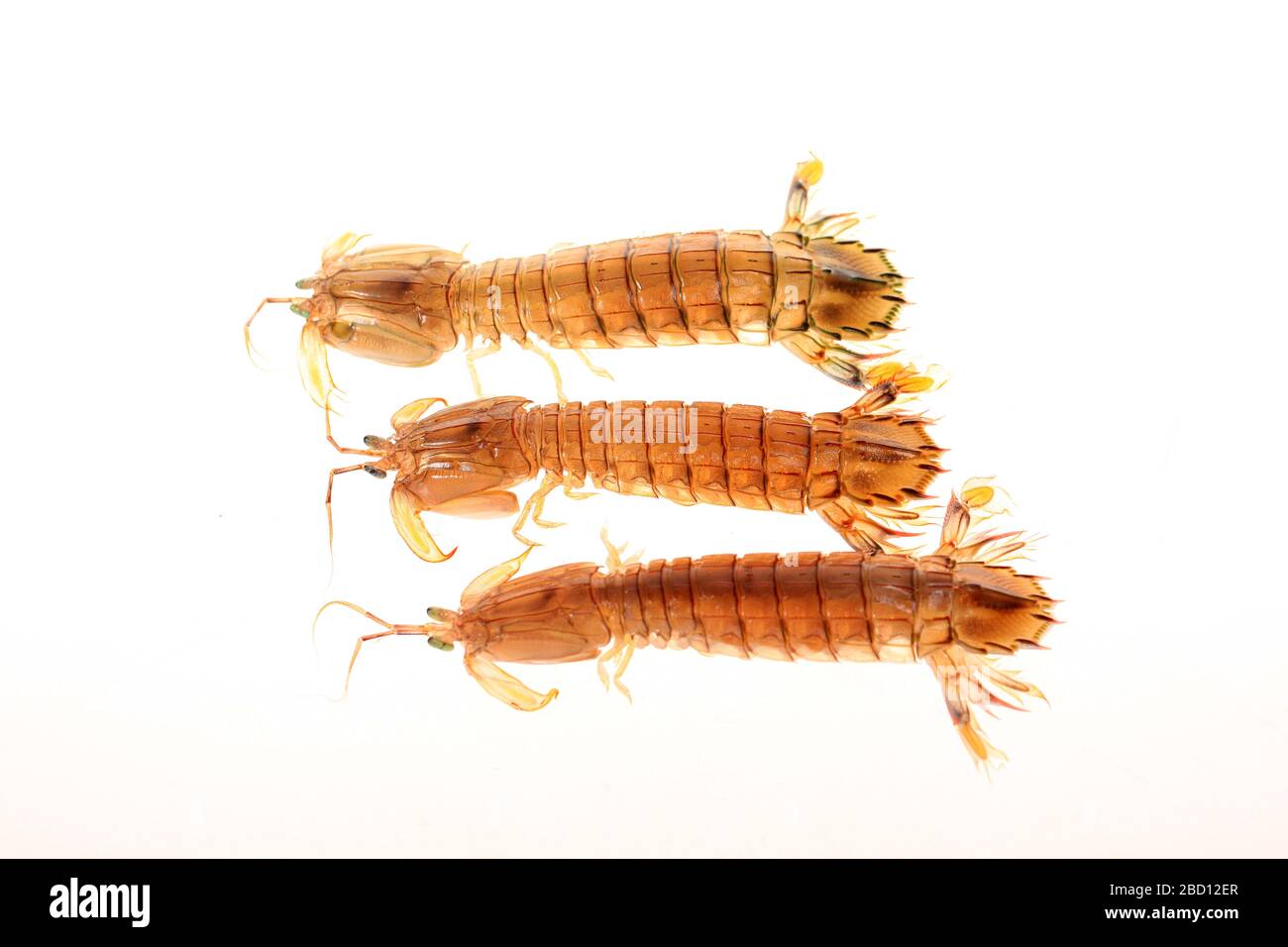mantis shrimp on a white background Stock Photo - Alamy