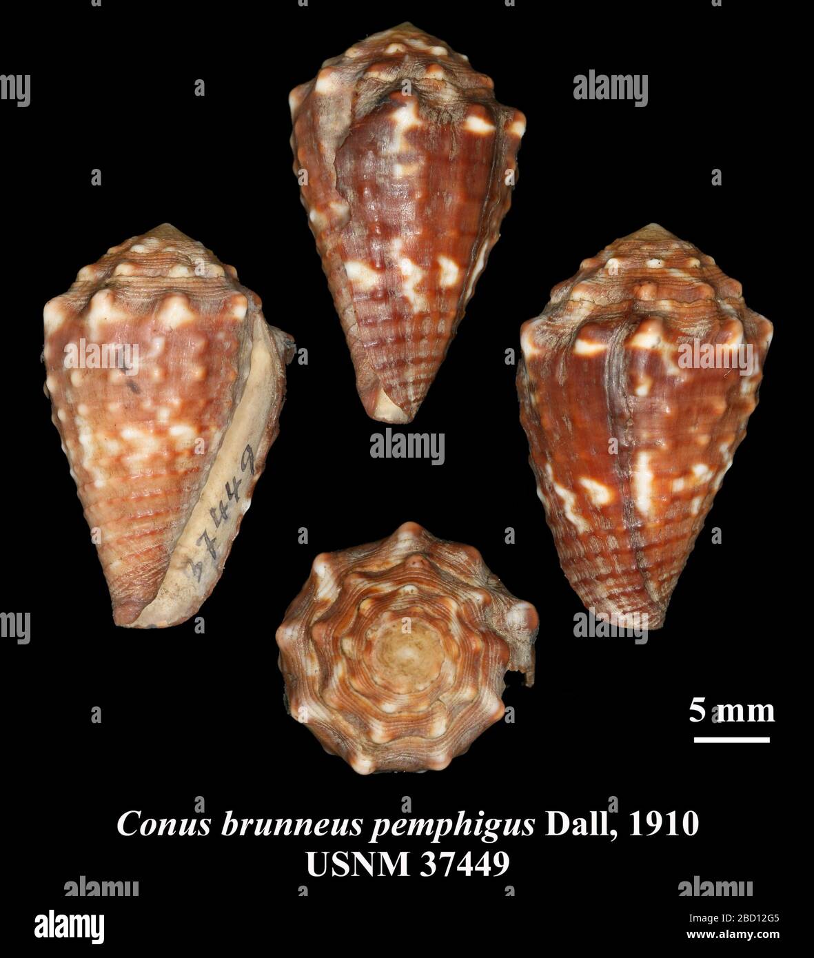 Conus brunneus pemphigus. 20 Jan 20161 Conus brunneus pemphigus Stock ...