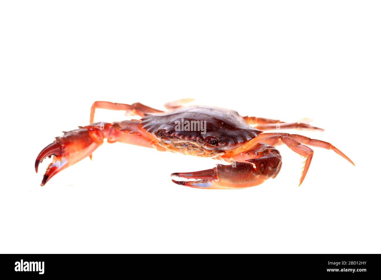 Crab isolated on white background. Fresh seafood Stock Photo - Alamy