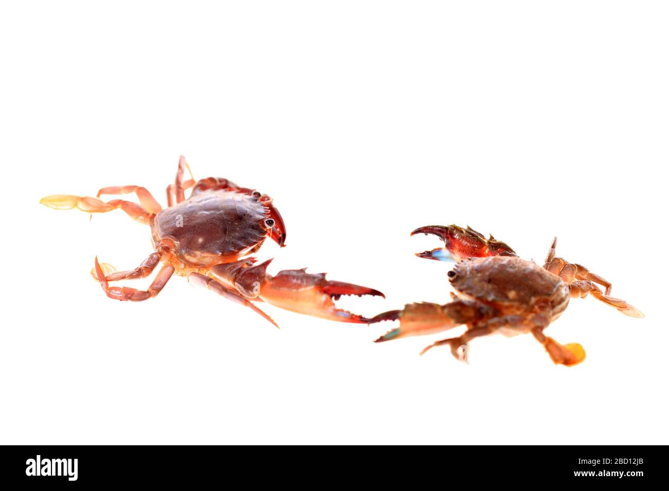 Crab isolated on white background. Fresh seafood Stock Photo - Alamy
