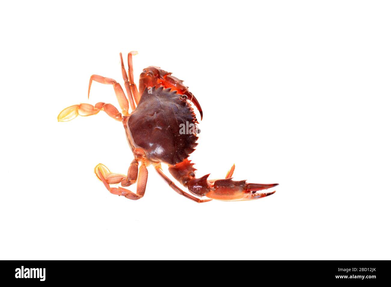 Crab isolated on white background. Fresh seafood Stock Photo - Alamy