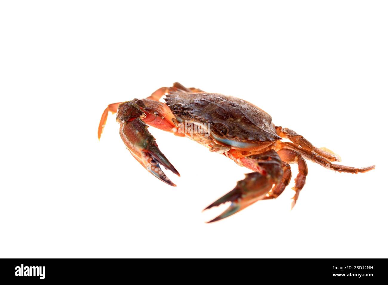 Crab isolated on white background. Fresh seafood Stock Photo - Alamy