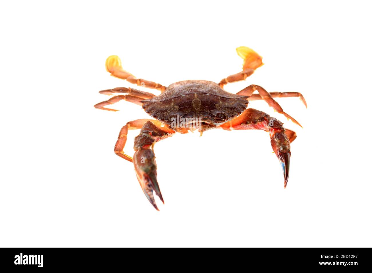 Crab isolated on white background. Fresh seafood Stock Photo - Alamy
