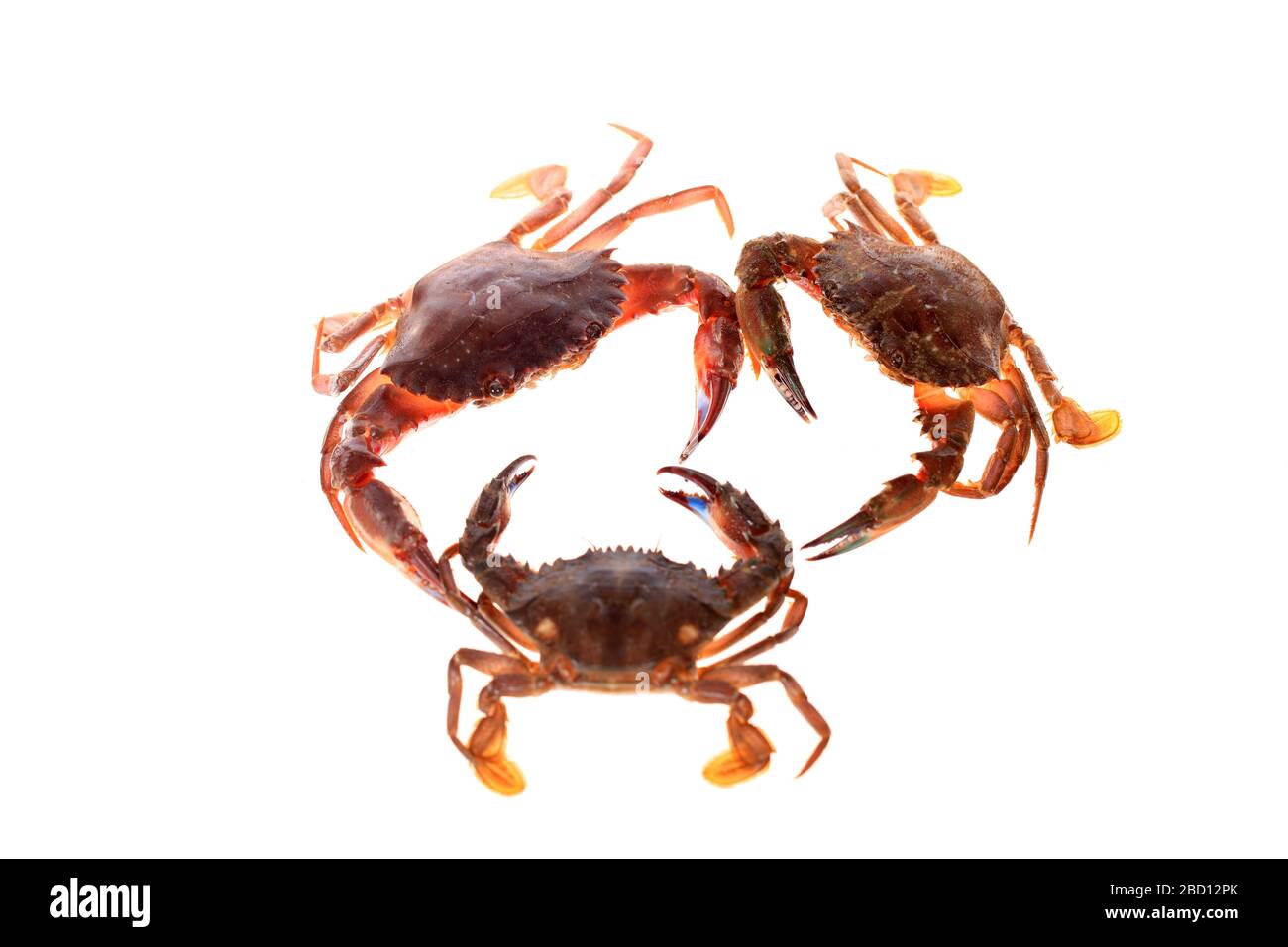 Crab isolated on white background. Fresh seafood Stock Photo - Alamy
