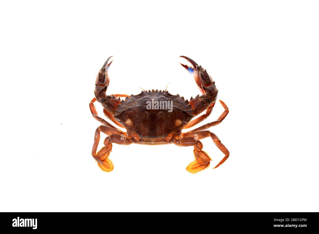 Crab isolated on white background. Fresh seafood Stock Photo - Alamy