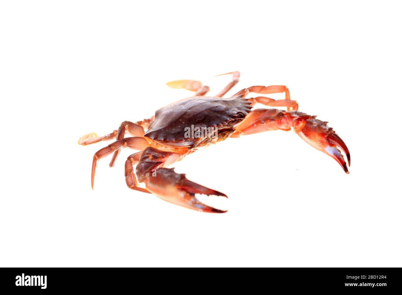 Crab isolated on white background. Fresh seafood Stock Photo - Alamy