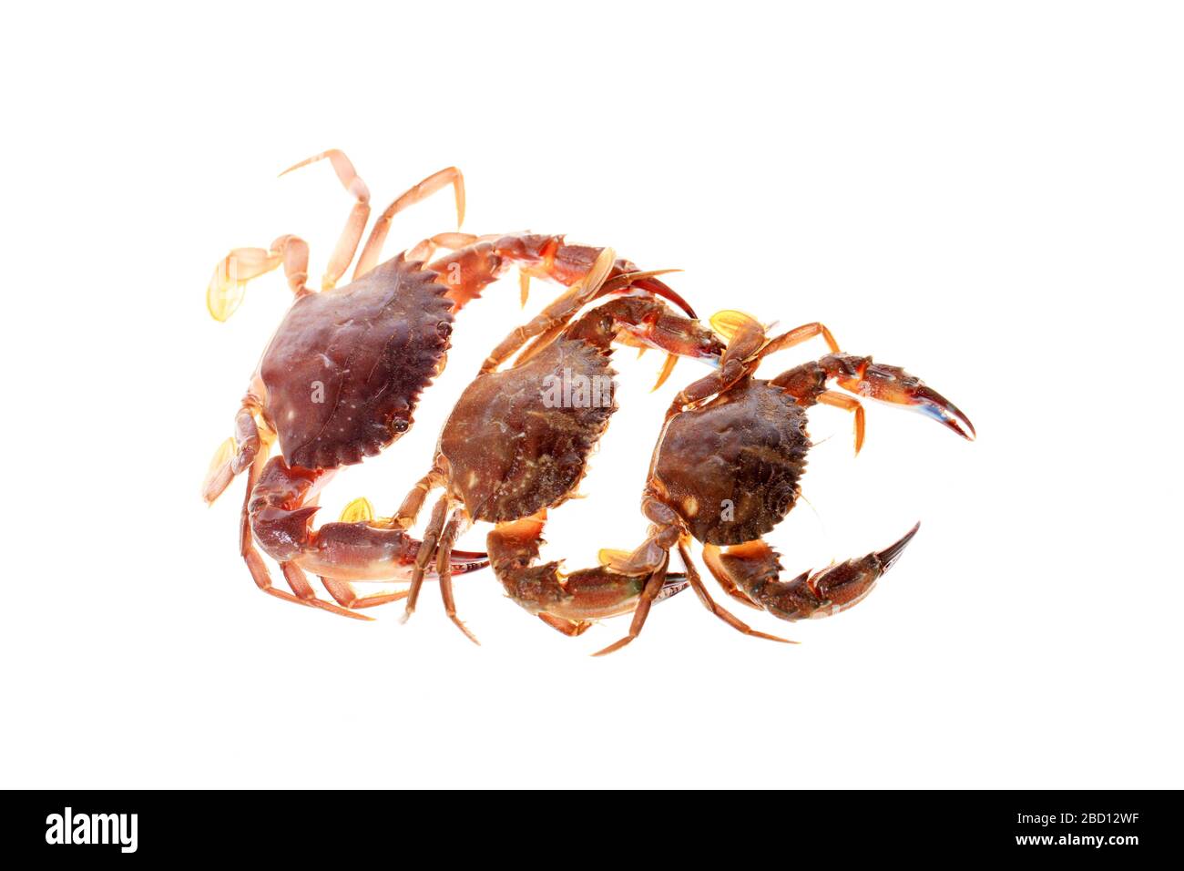 Crab isolated on white background. Fresh seafood Stock Photo - Alamy