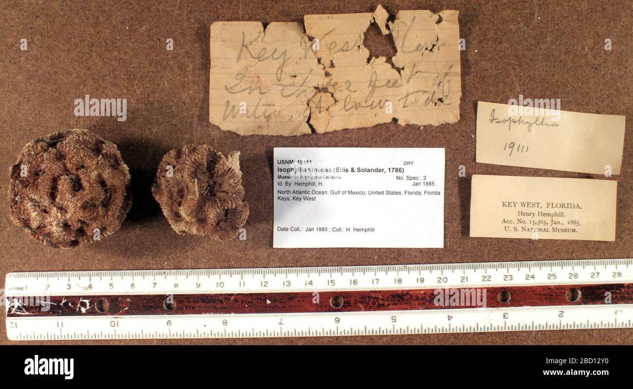 Isophyllia sinuosa. 29 Mar 20172 Isophyllia sinuosa Stock Photo - Alamy