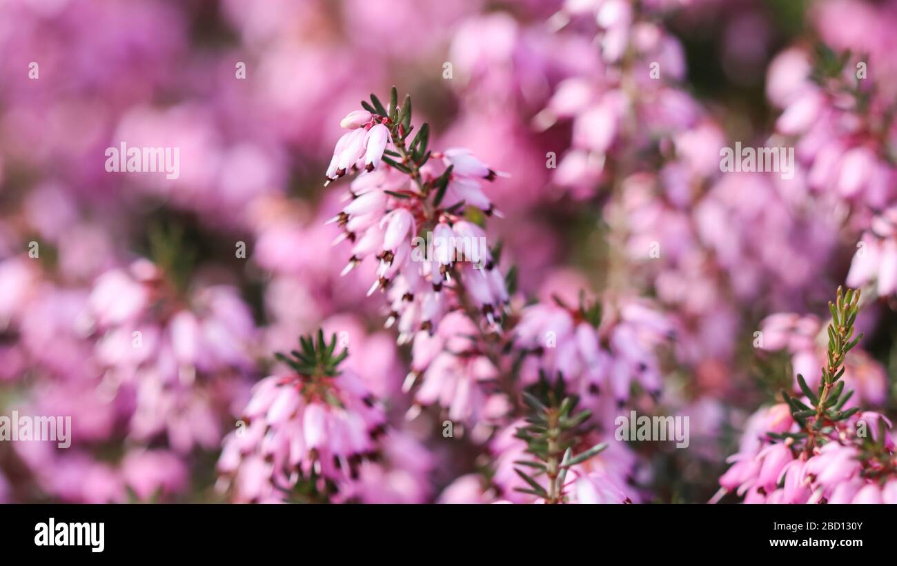 Pink Erica carnea flowers (winter Heath) in the garden in early spring ...