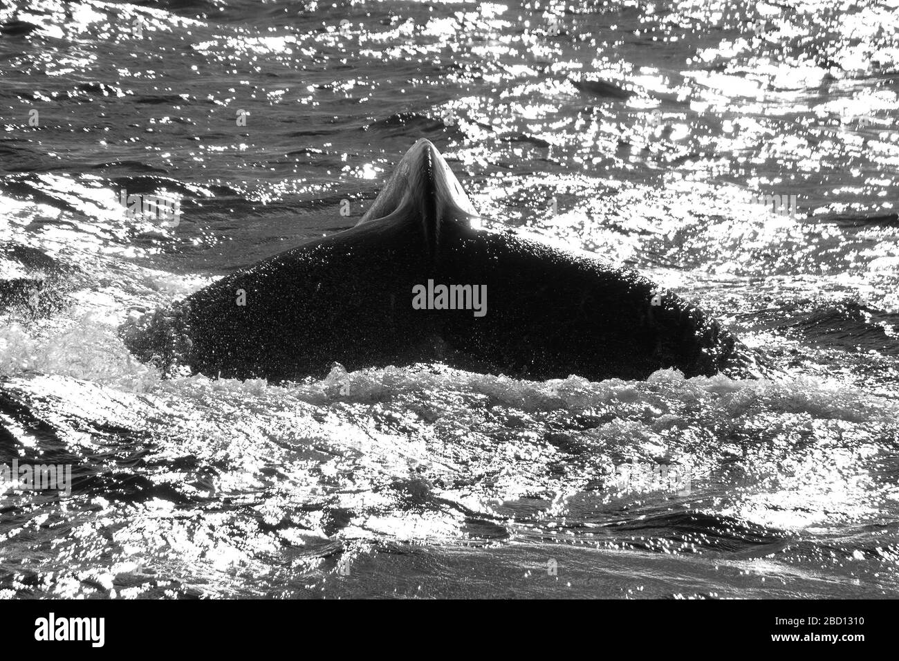 Fish breaking surface of water hi-res stock photography and images - Alamy