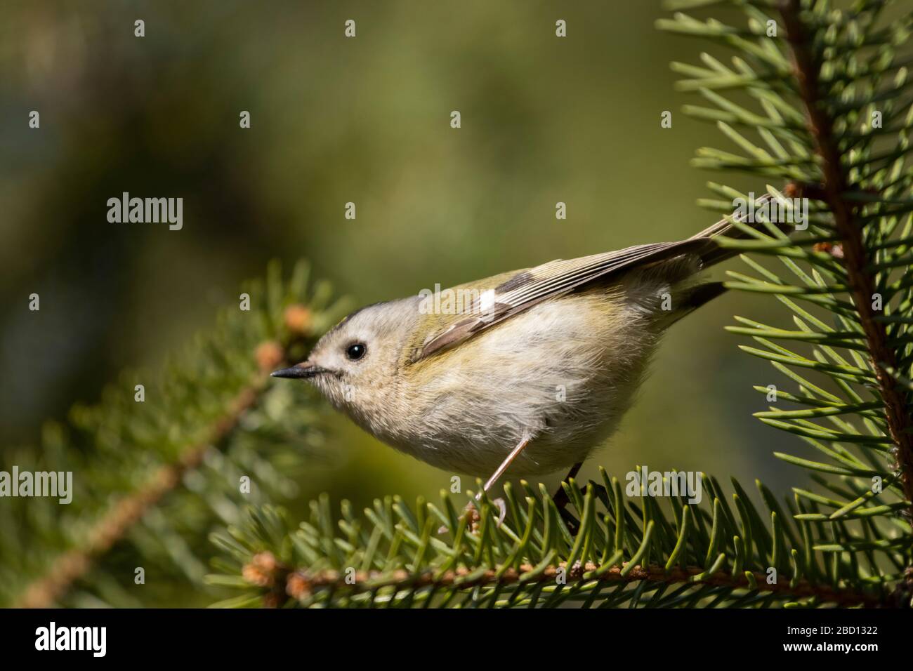 Green little spruce hi-res stock photography and images - Alamy
