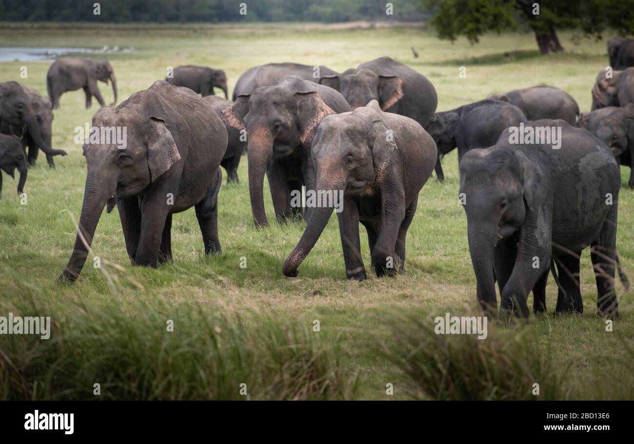 Elephants farm animals sri hi-res stock photography and images - Alamy