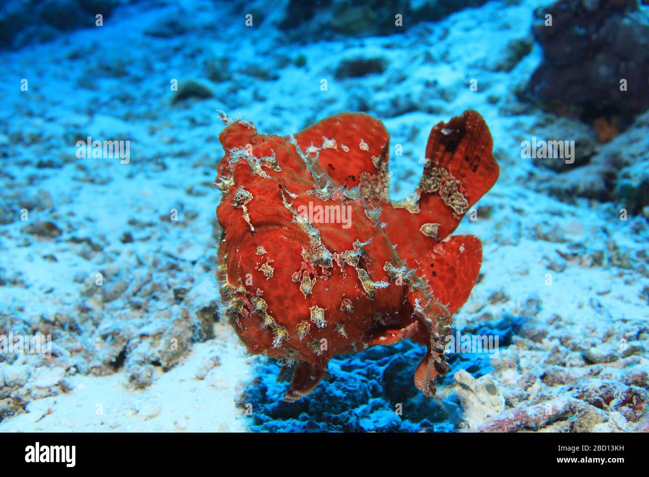 Anglerfish deep sea hi-res stock photography and images - Alamy