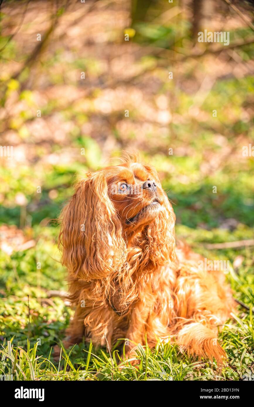 Cavalier King Charles Spaniel dog male dog in Ruby Stock Photo - Alamy