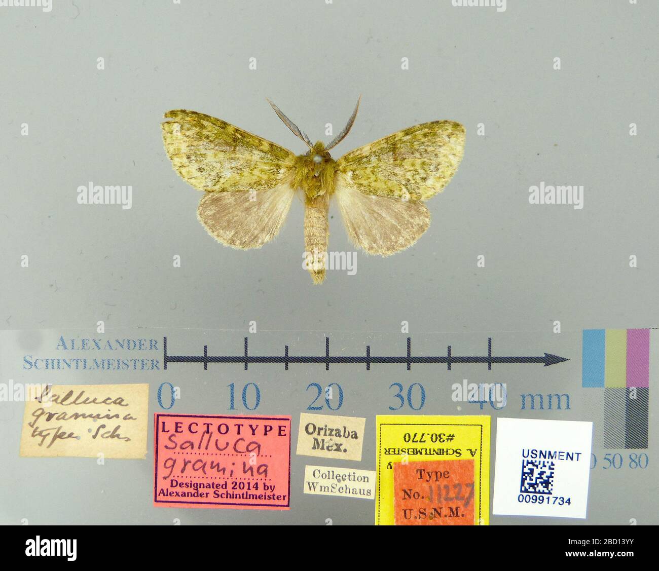 Gramina hi-res stock photography and images - Alamy