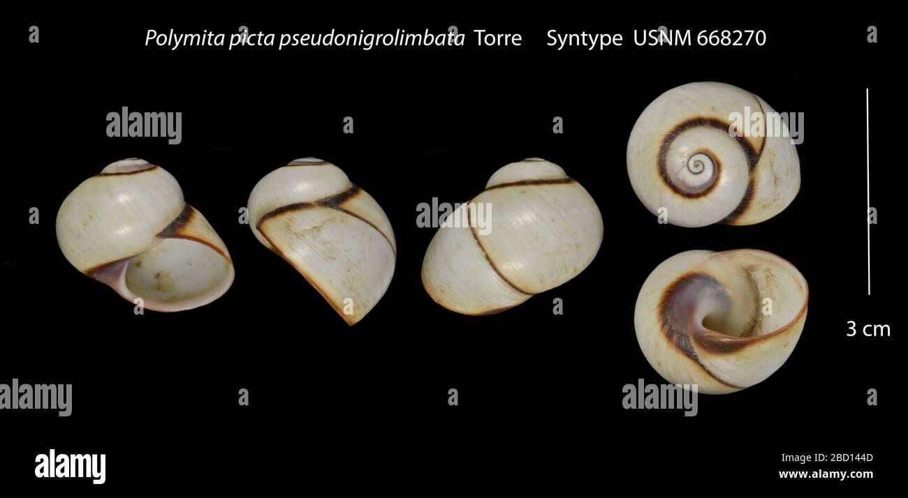 Polymita picta hi-res stock photography and images - Alamy