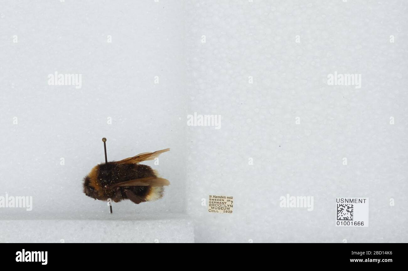 Psithyrus barbutellus hi-res stock photography and images - Alamy