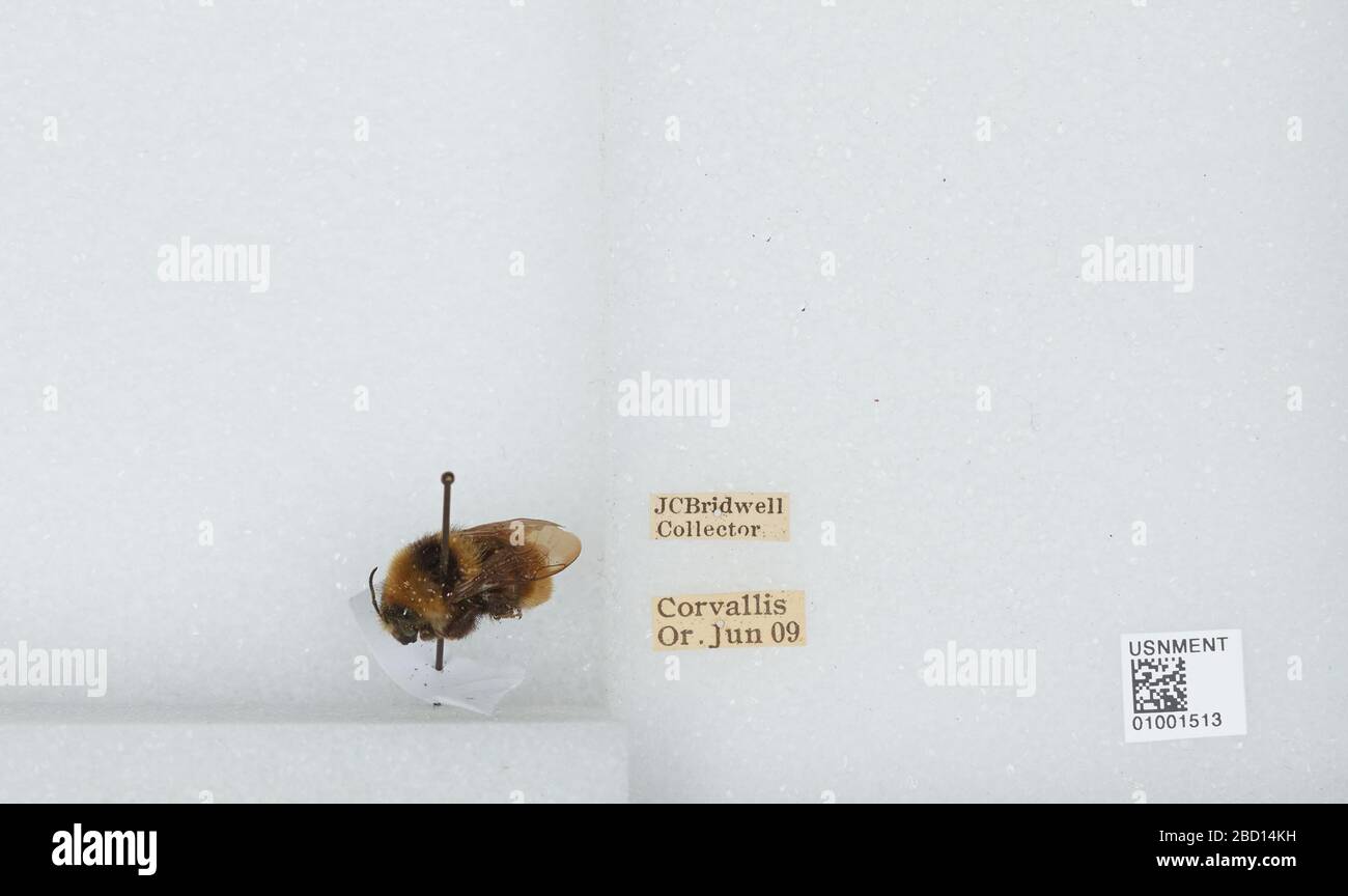 Bombus Subterraneobombus appositus. Transcribed by digital volunteers ...