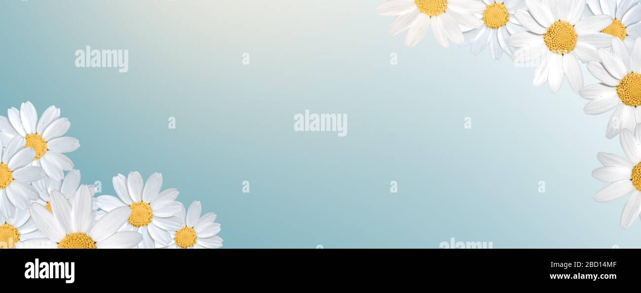 Closeup daisy flowers blossom in spring. Banner and background of ...
