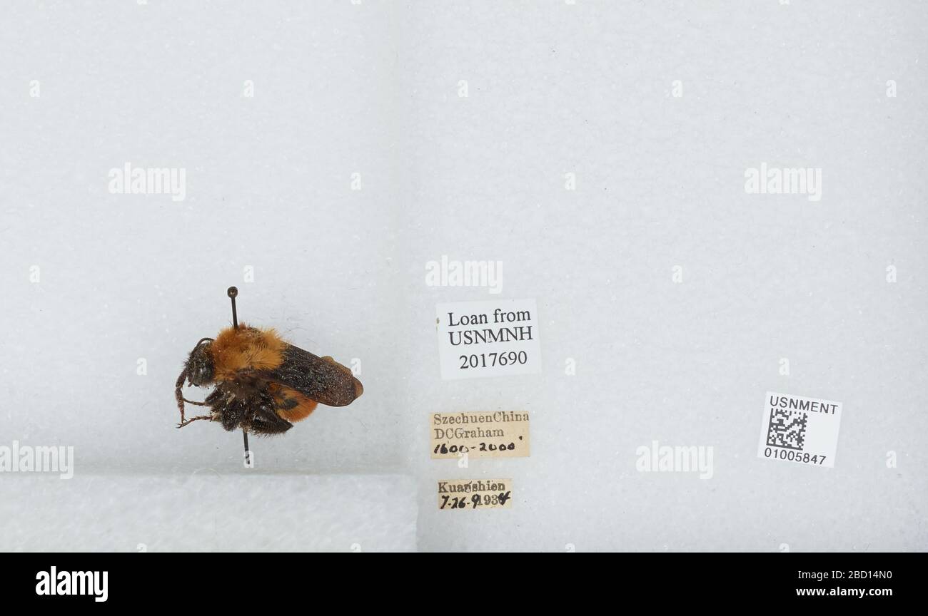 Atripes hi-res stock photography and images - Alamy