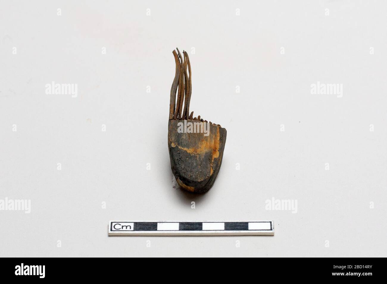 Cox comb hi-res stock photography and images - Alamy