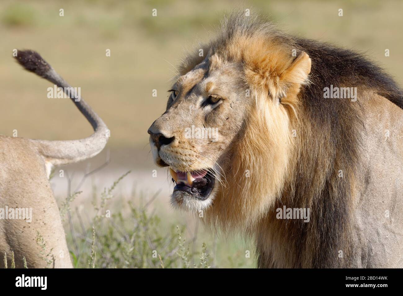 Lions (Panthera leo), black-maned male lion, following a lioness ...
