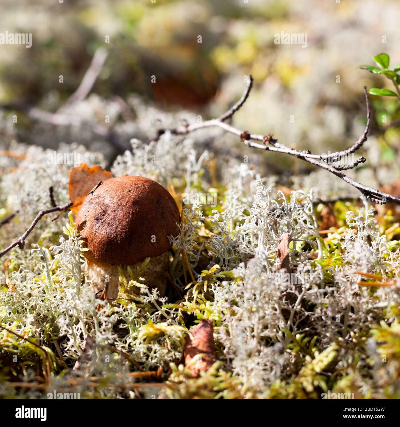 Small fungus with brown cup, growing in moss, sunlight Stock Photo - Alamy