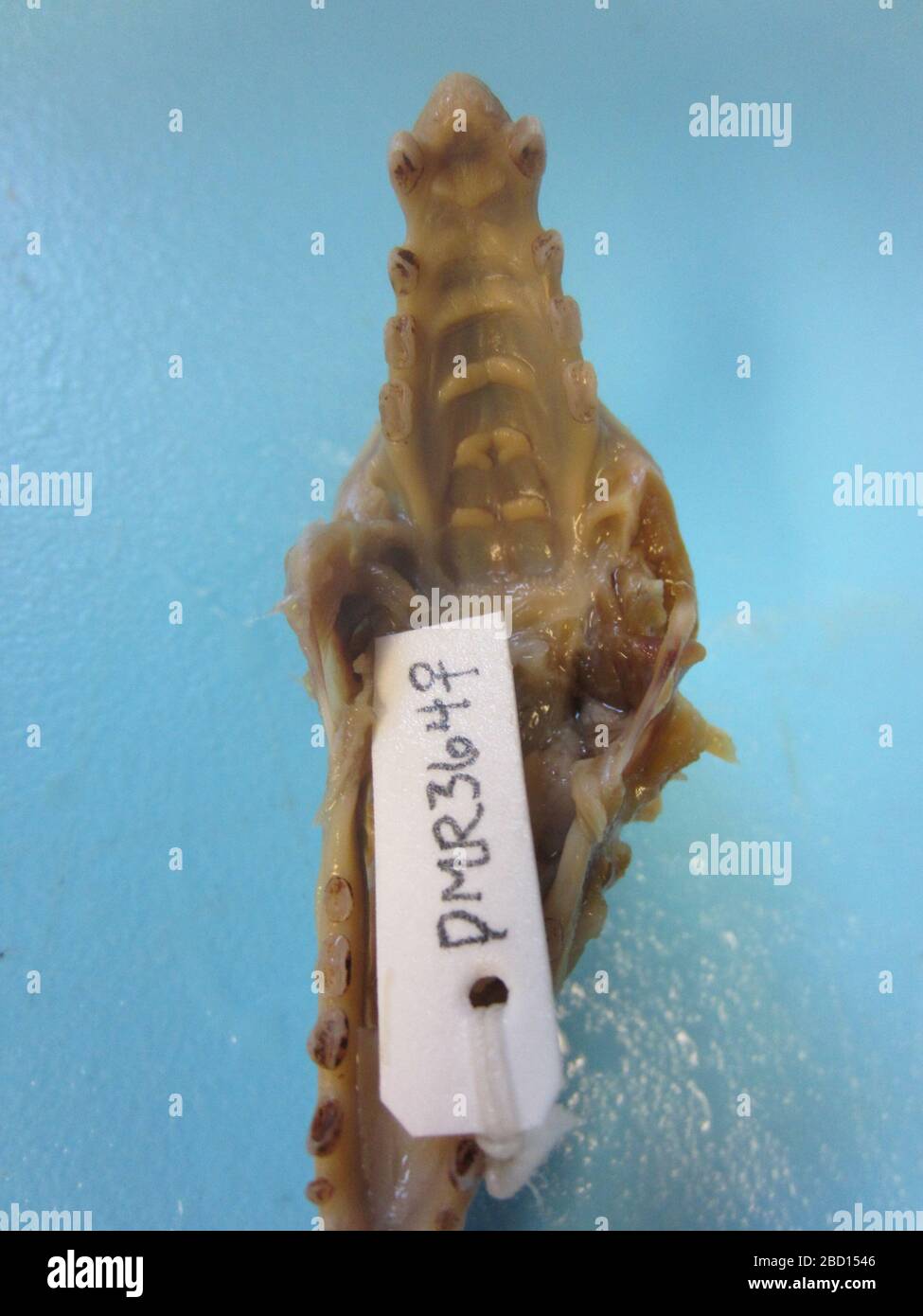 Epomophorus labiatus hi-res stock photography and images - Alamy