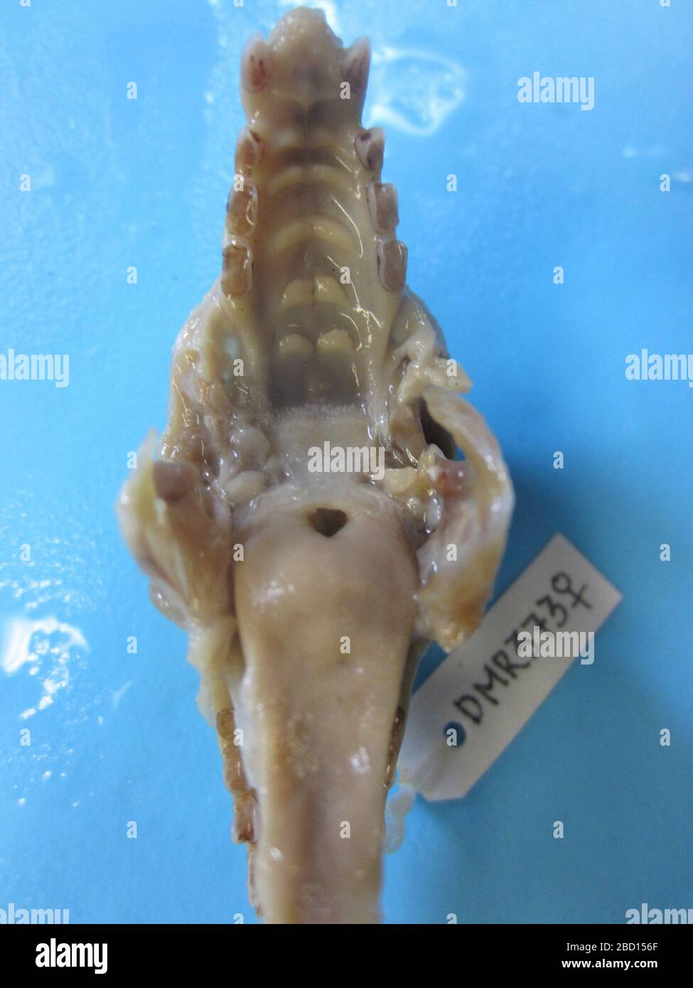 Epomophorus labiatus hi-res stock photography and images - Alamy