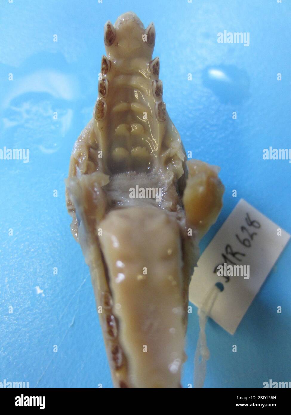 Ectoparasites hi-res stock photography and images - Alamy
