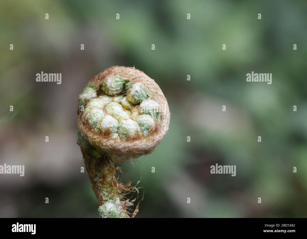 leaf of a fern coiled in spring Stock Photo - Alamy