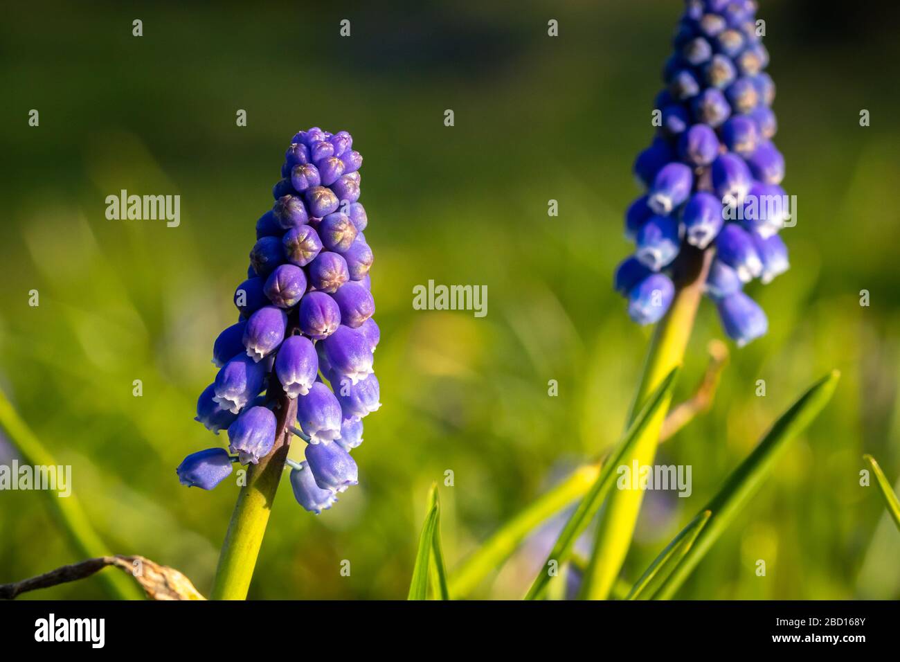 Obovoid shape hi-res stock photography and images - Alamy