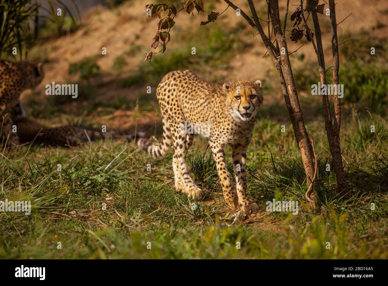 Cheetah. Species: jubatus,Genus: Acinonyx,Family: Felidae,Order ...