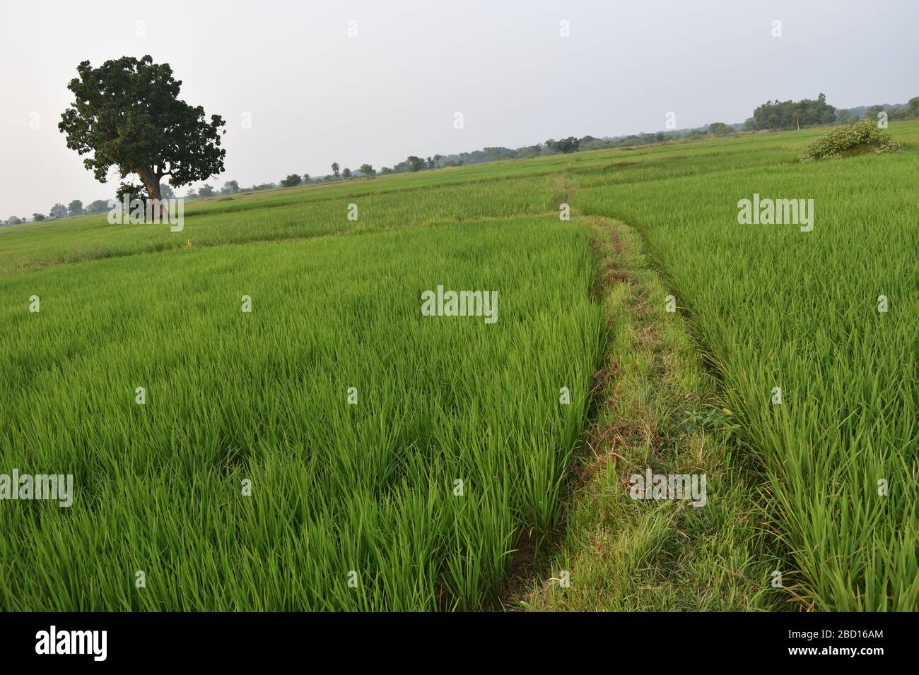 paddy tree farming in india Stock Photo - Alamy