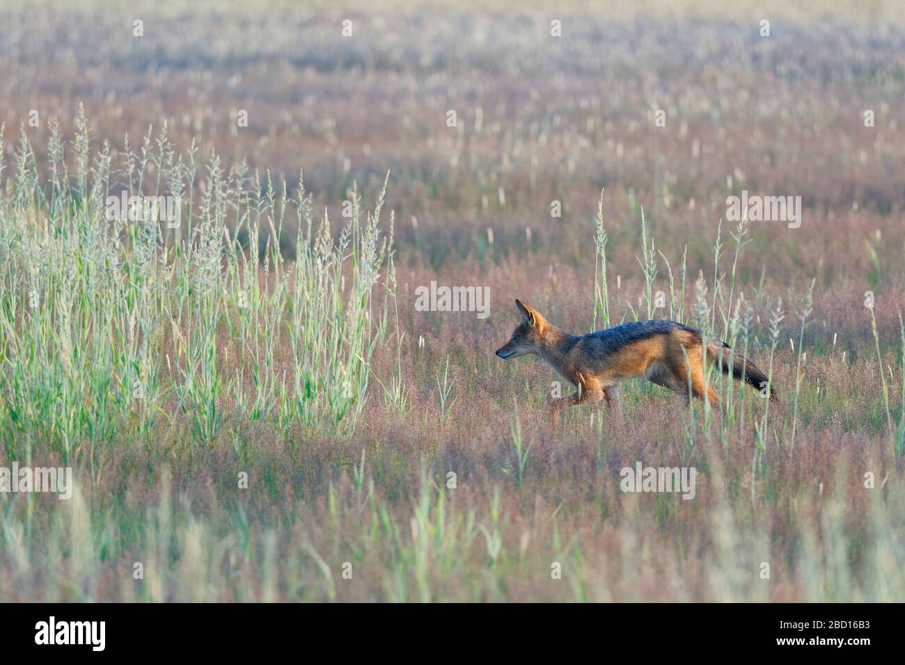 Black-backed jackal (Canis mesomelas), young, walking in the high grass ...