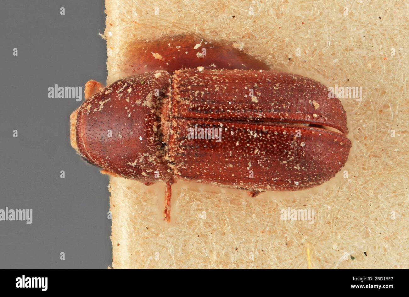 Polygraphus hi-res stock photography and images - Alamy