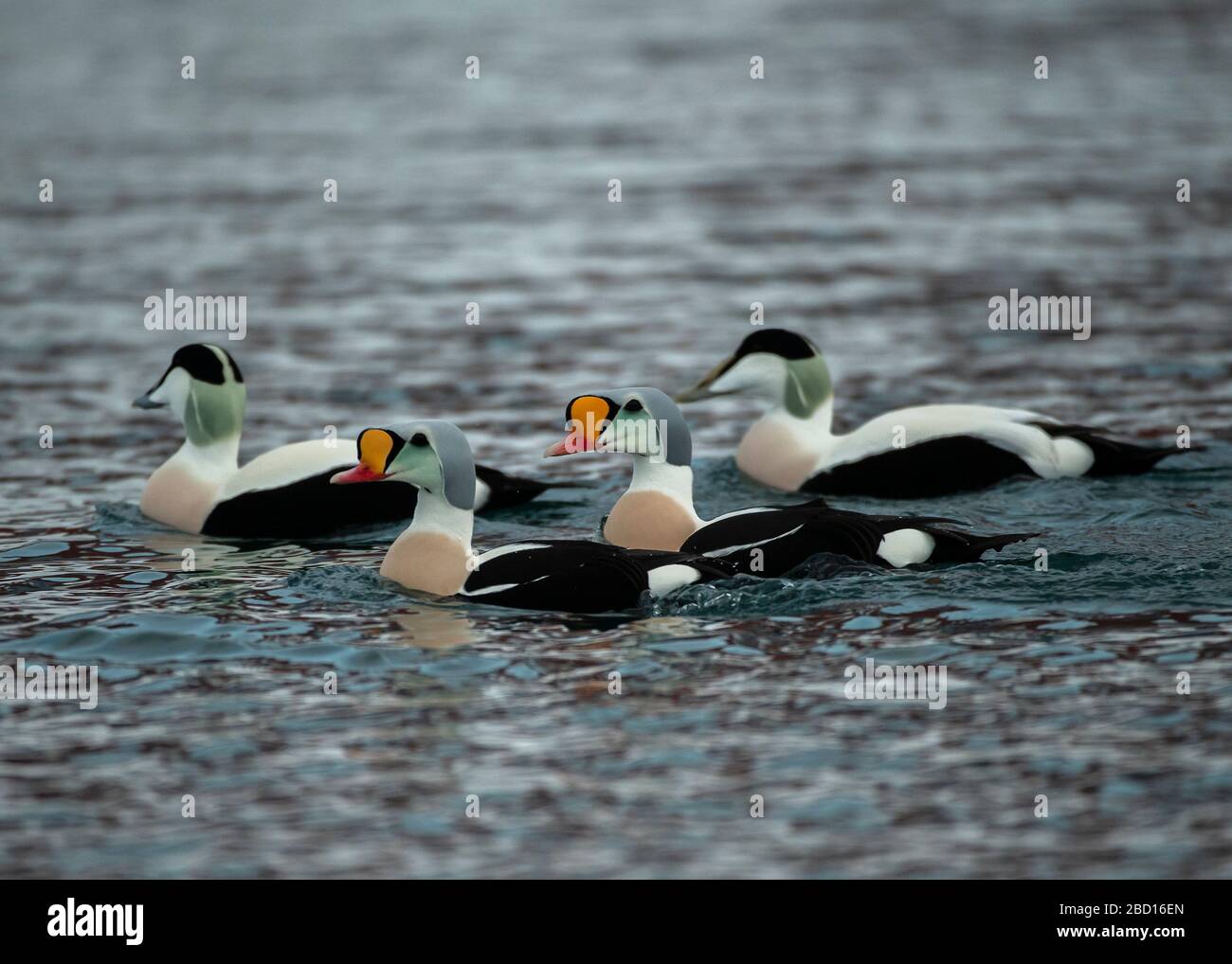 Somateria spectabilis common hi-res stock photography and images - Alamy