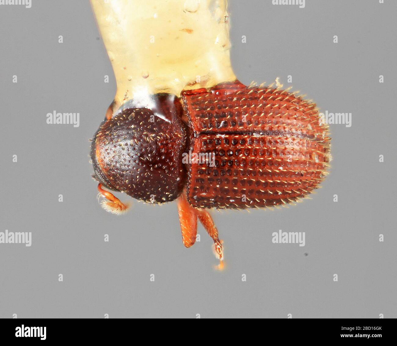 Parcus hi-res stock photography and images - Alamy