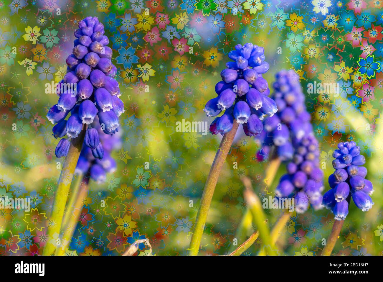 Muscari grape hyacinth blue flower buds spring season flowers macro ...