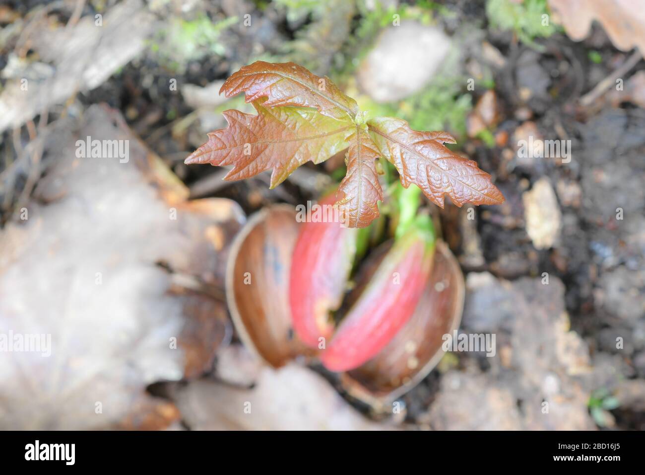 Close-up of an oak tree sprouting from an acorn on the forest floor ...