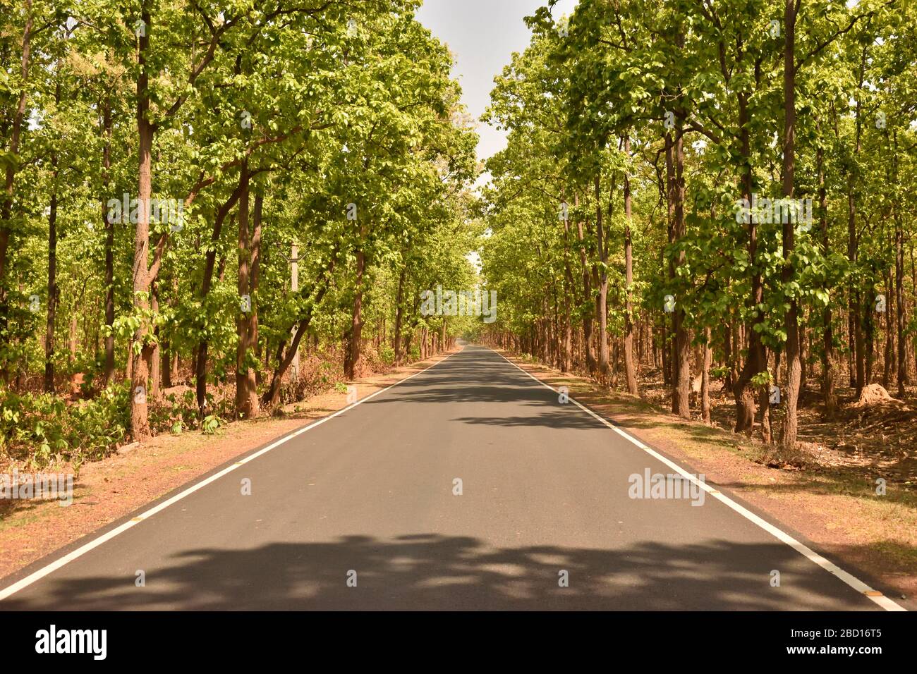 Sal tree hi-res stock photography and images - Alamy