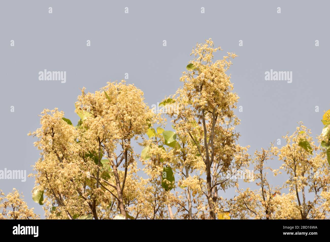 Sal tree hi-res stock photography and images - Alamy