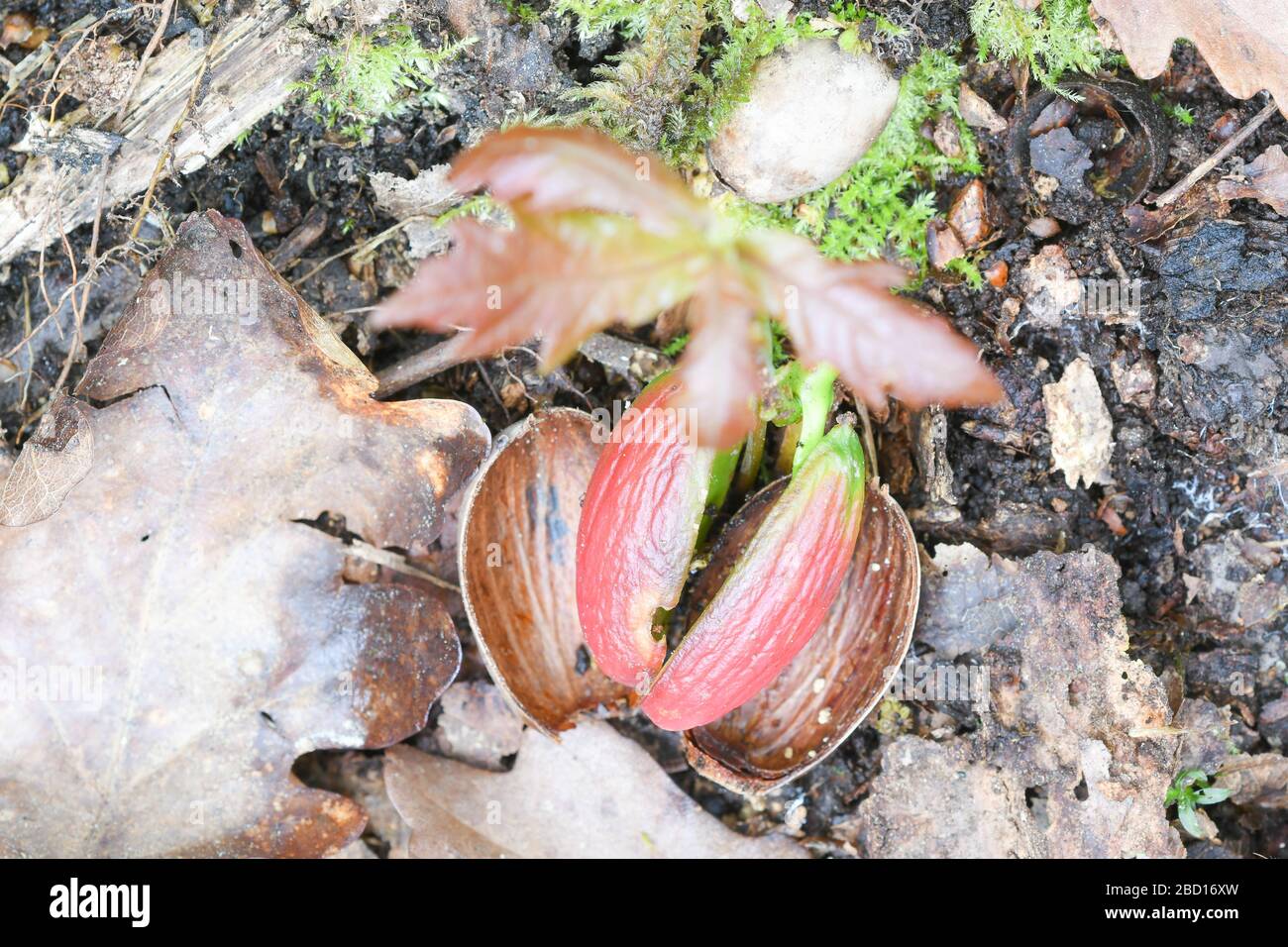 Acorn oak tree hi-res stock photography and images - Alamy