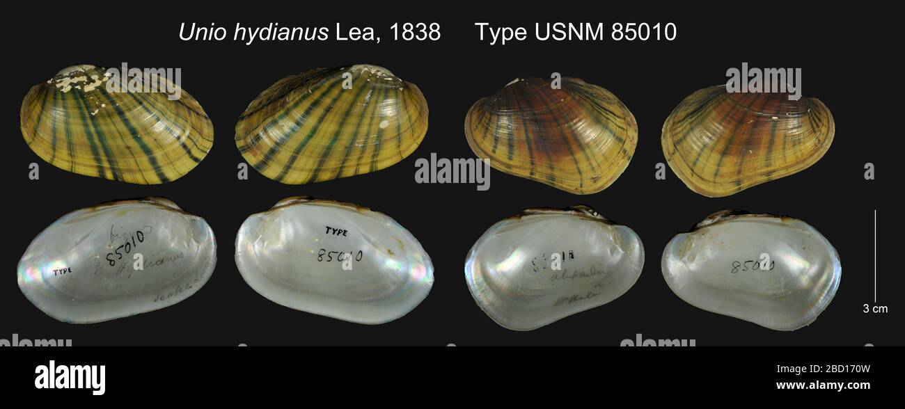 Lampsilis radiata hydiana. 20 Jan 20162 Lampsilis radiata hydiana Stock ...