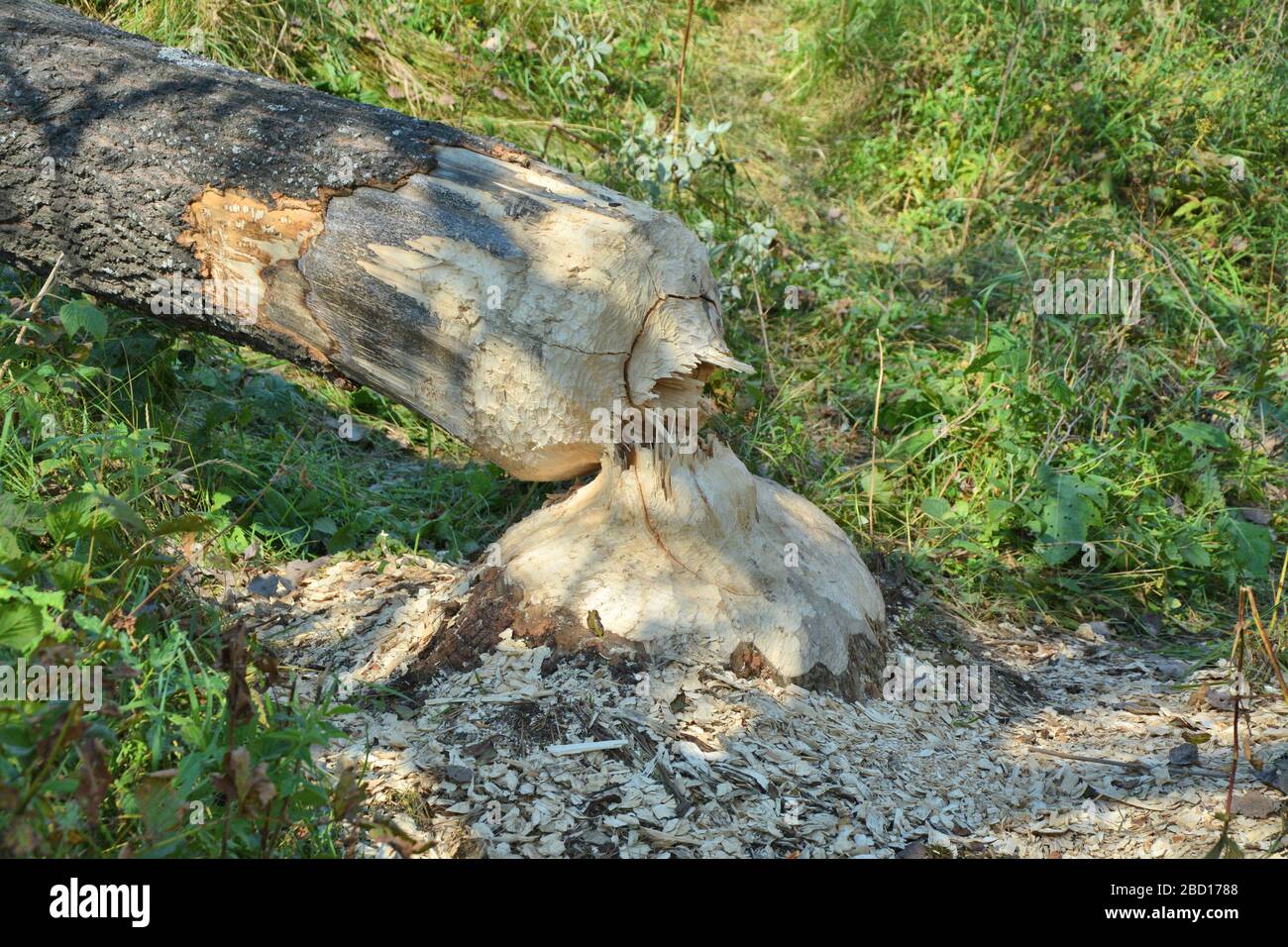 Large tree cut by beaver in Bieszczady National Park in Poland Stock ...