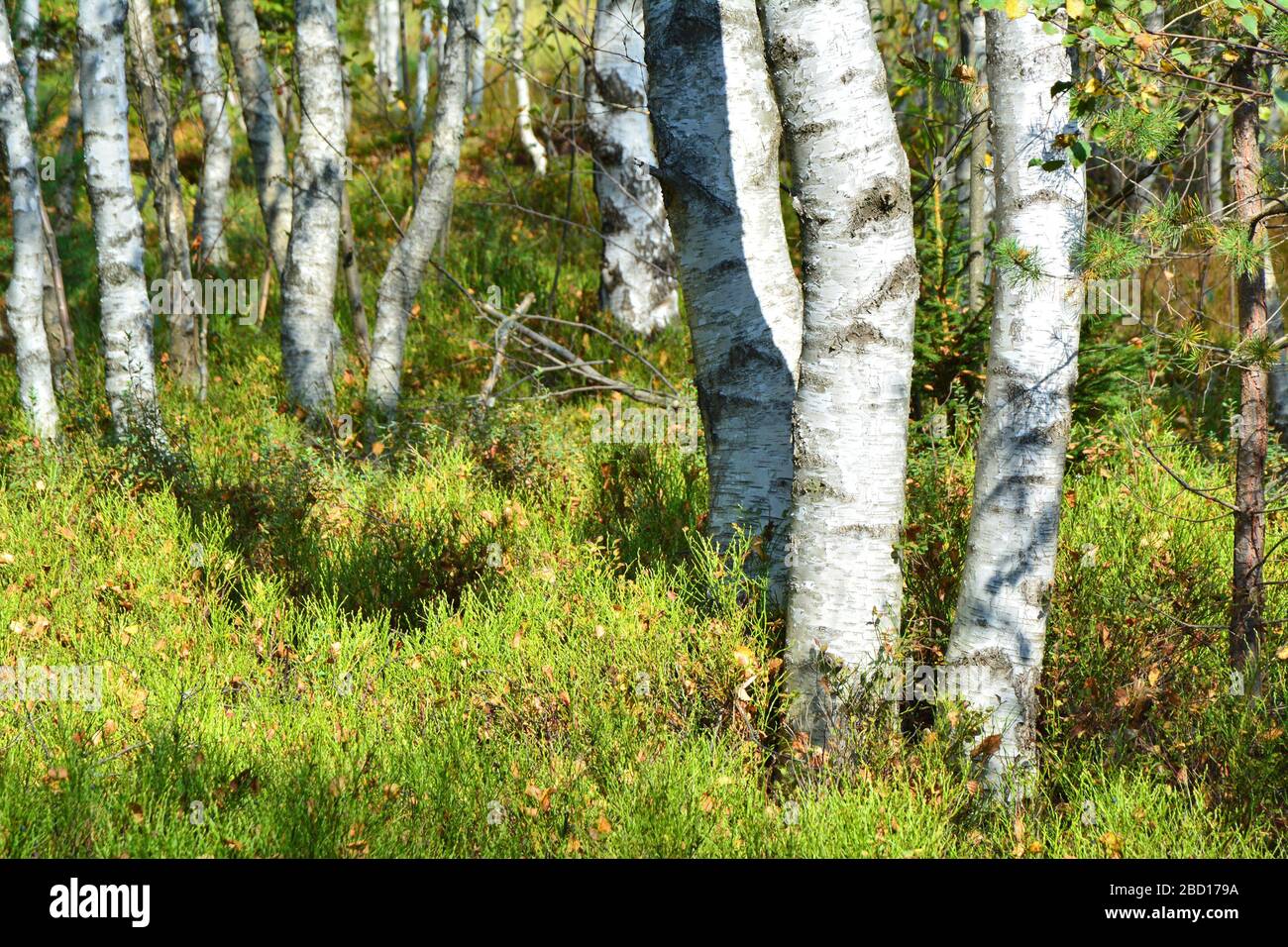 Autumal tree hi-res stock photography and images - Alamy