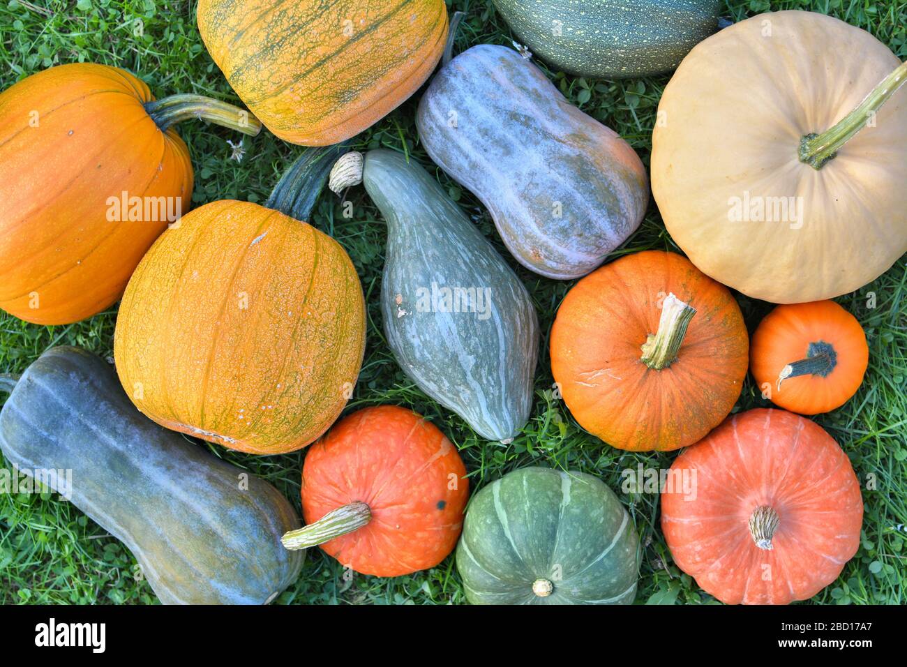 Colorful pumpkins and squash autumn harvest. Different varieties Stock ...