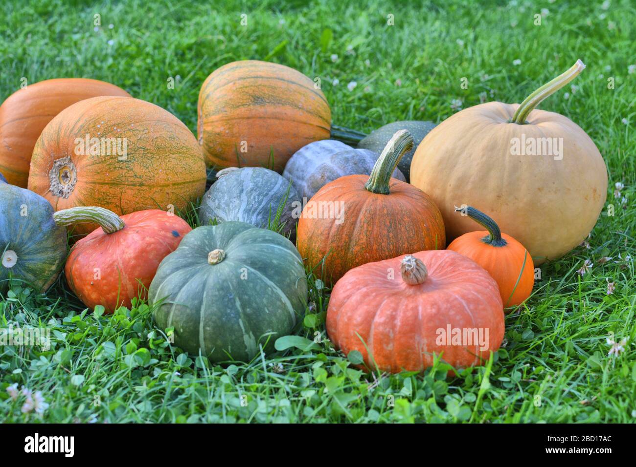 Colorful pumpkins and squash autumn harvest. Different varieties Stock ...
