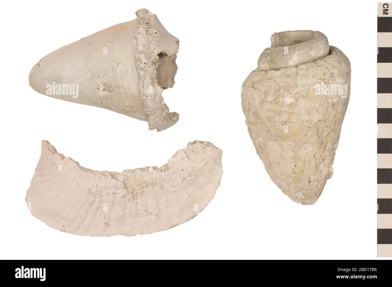 Shell mollusca hi-res stock photography and images - Alamy