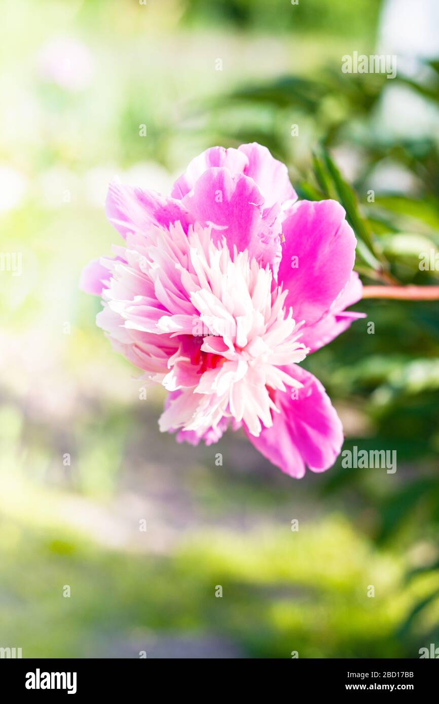 Summer garden. Pink flower peony flowering in sunny day.High key Stock ...
